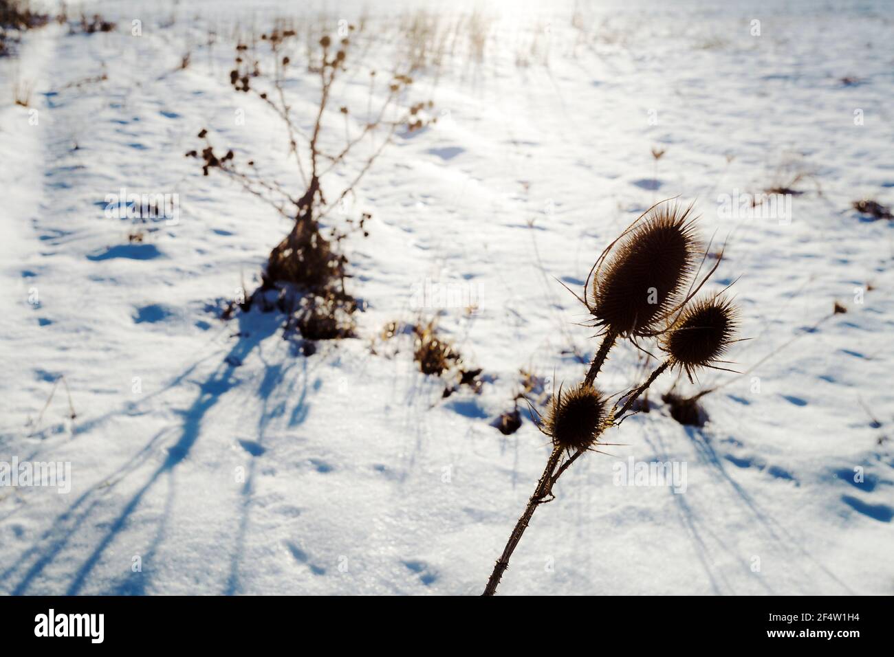 Golden hour outdoors hi-res stock photography and images - Alamy