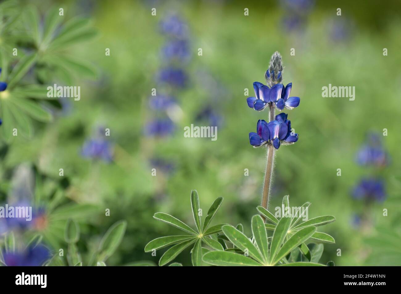Vivid blue blooms hi-res stock photography and images - Alamy