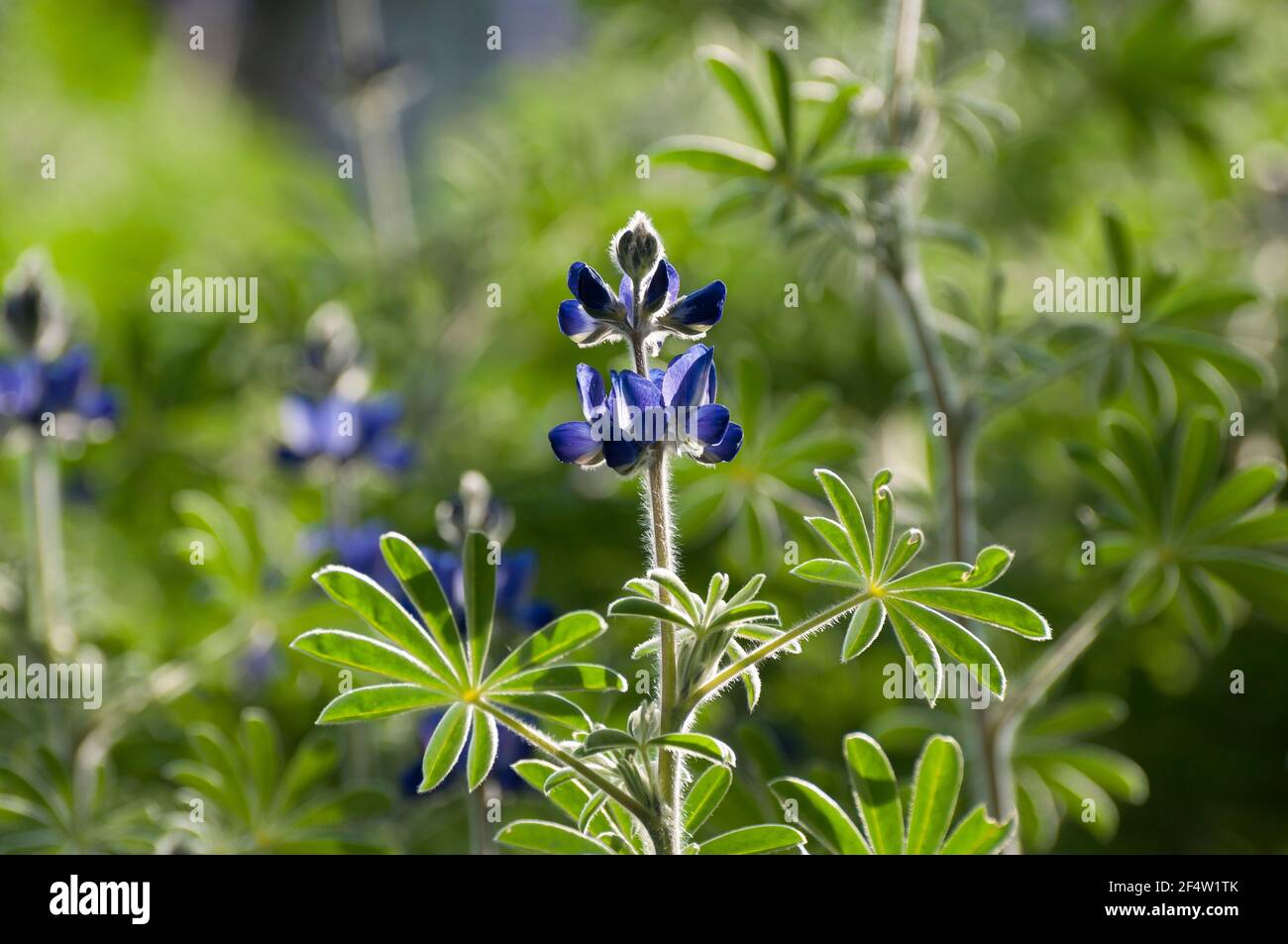 Blooming meadow blue lupins hi-res stock photography and images - Alamy