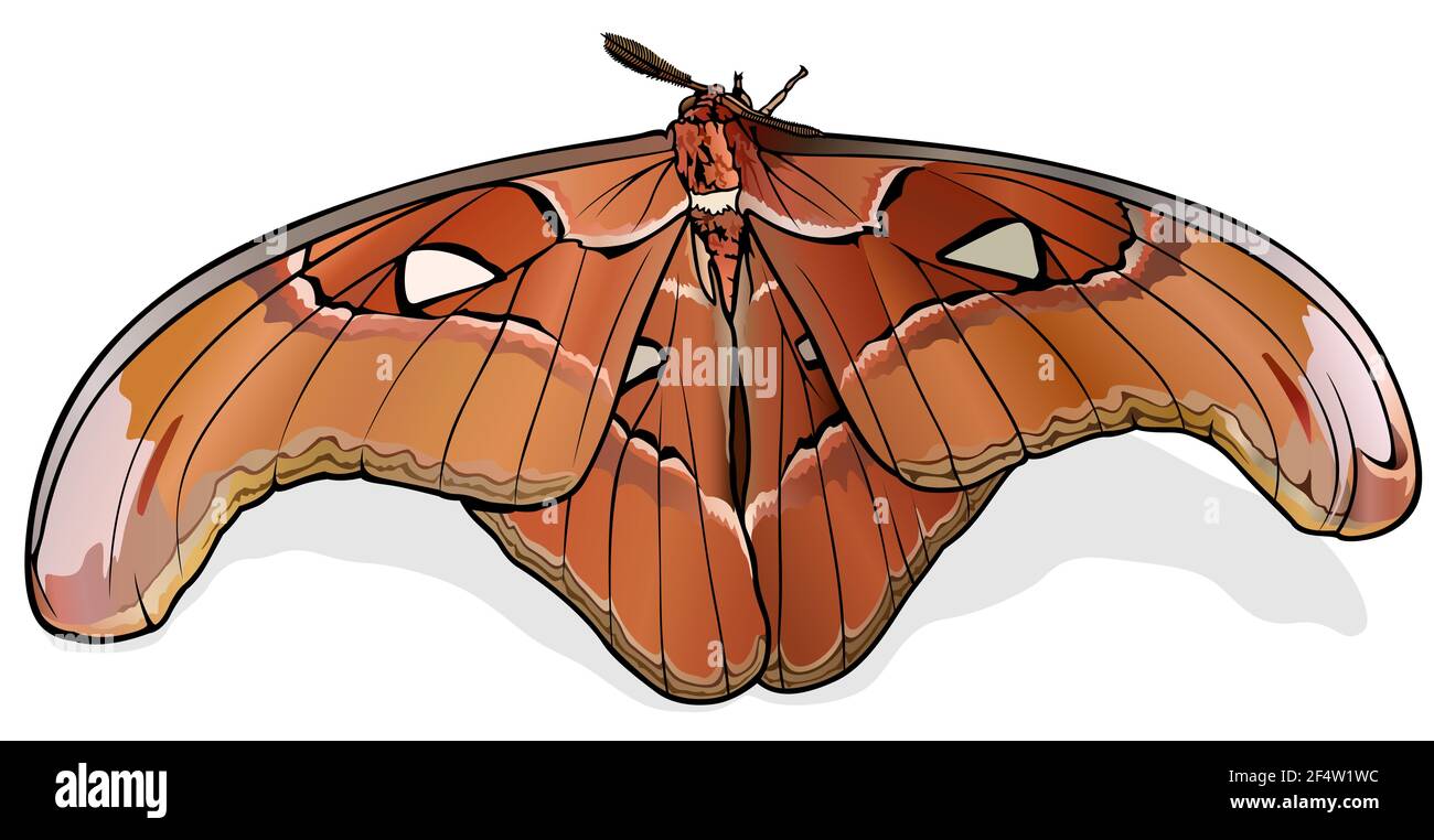 Colorful atlas moth Stock Vector Images - Alamy