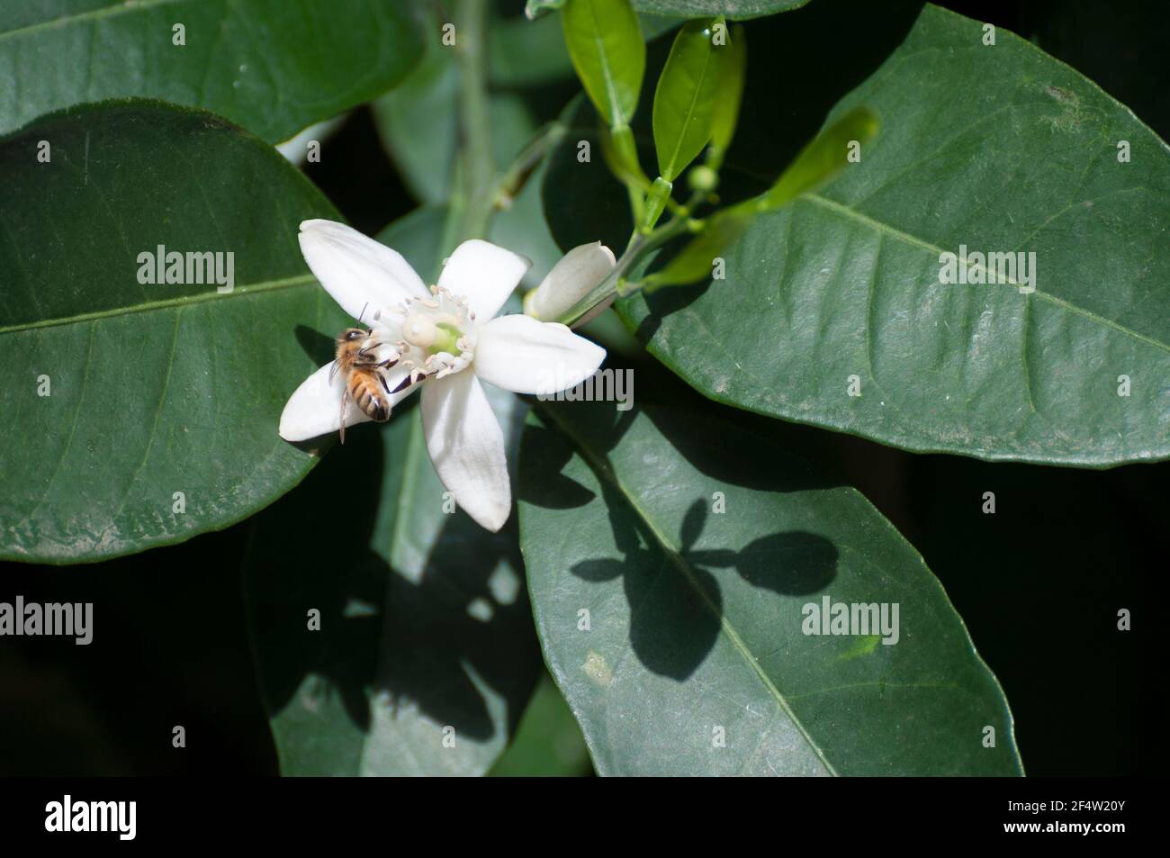 Citrus tree in bloom Stock Photo - Alamy