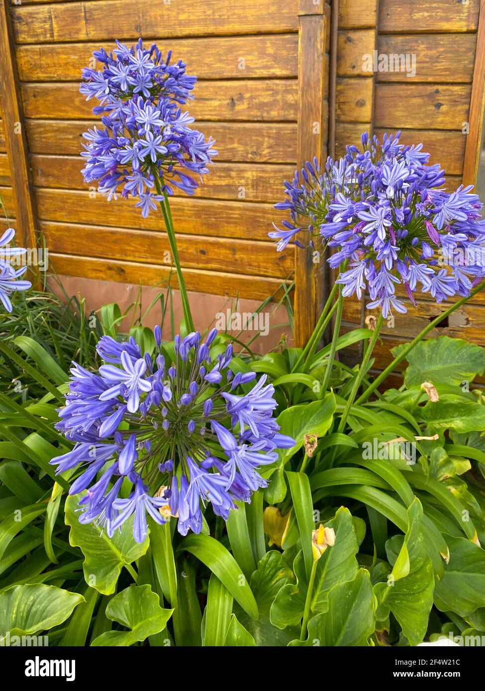 Beautiful blue agapanthus flower in South Africa Stock Photo - Alamy