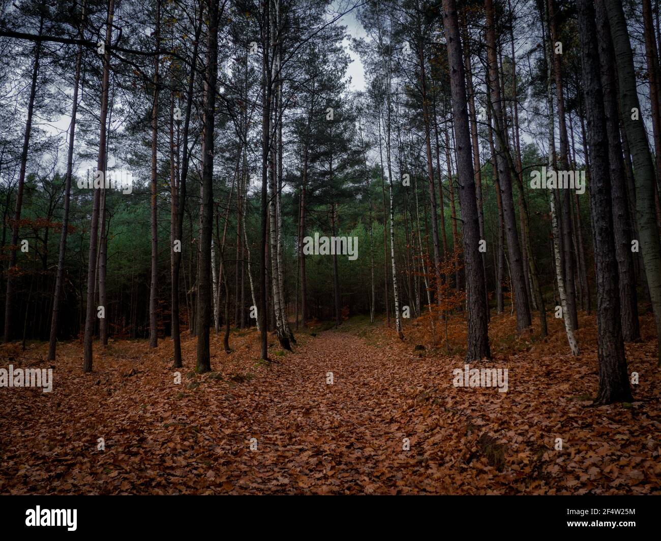 Dark ominous tree in woodland hi-res stock photography and images - Alamy