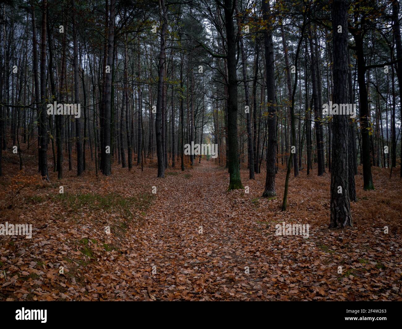 Mystical atmosphere hi-res stock photography and images - Alamy