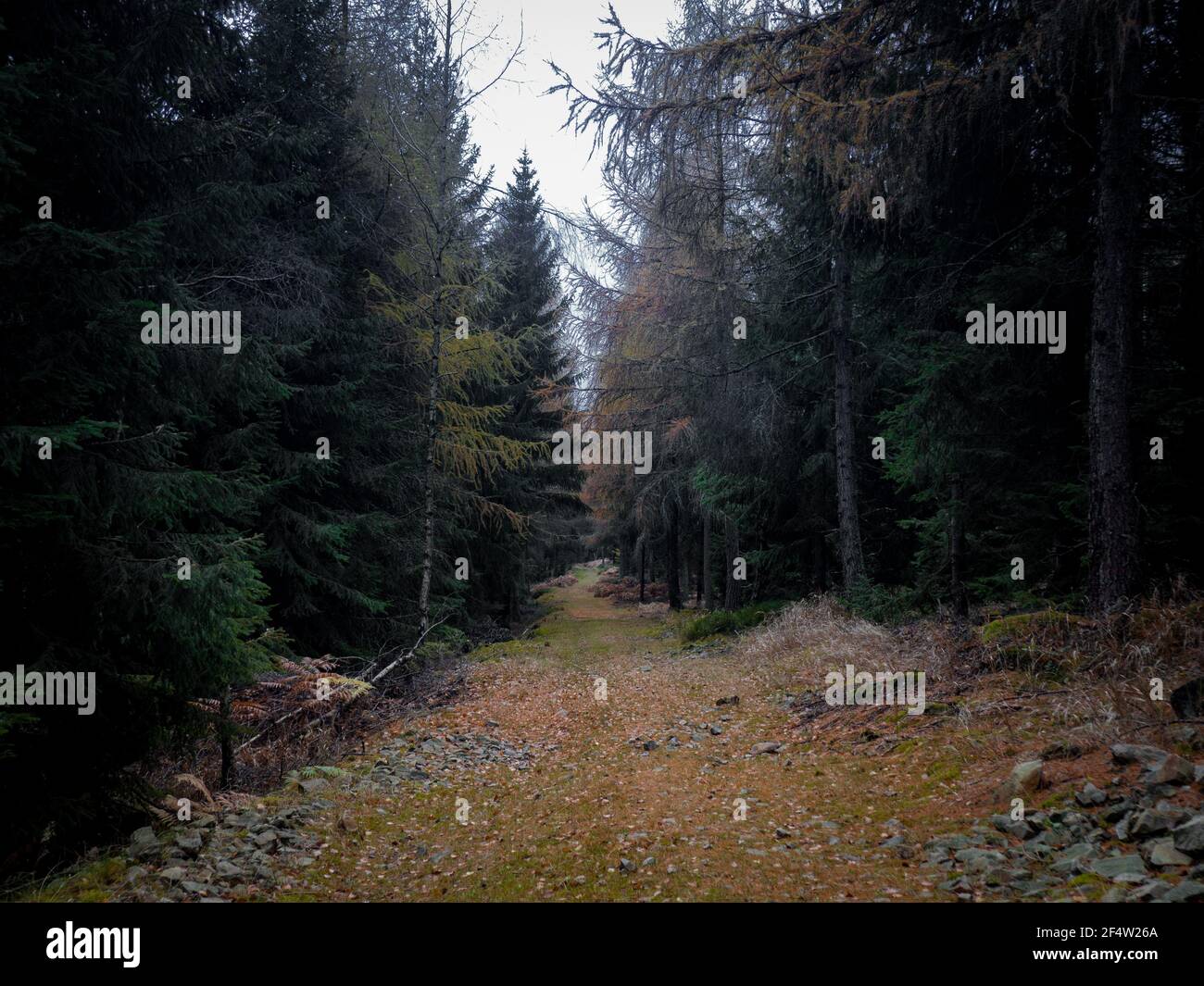 Mystical atmosphere hi-res stock photography and images - Alamy
