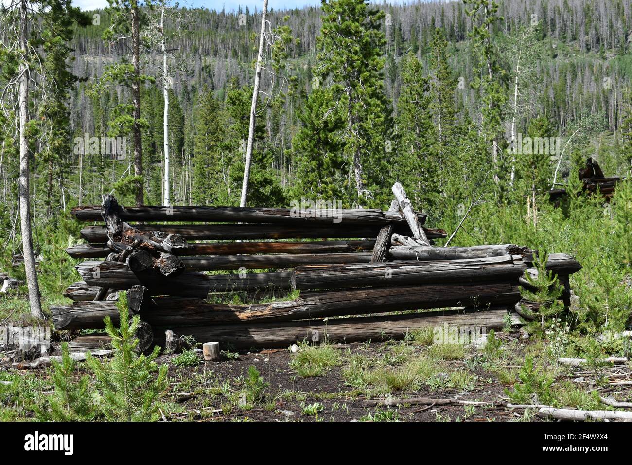 Log cabin ruins in the woods Stock Photo - Alamy