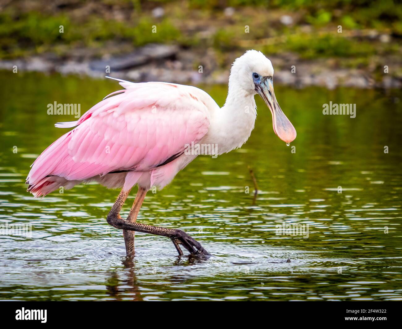 Roseate Spoonbill in river water at Myakka River State park in Sarasota ...
