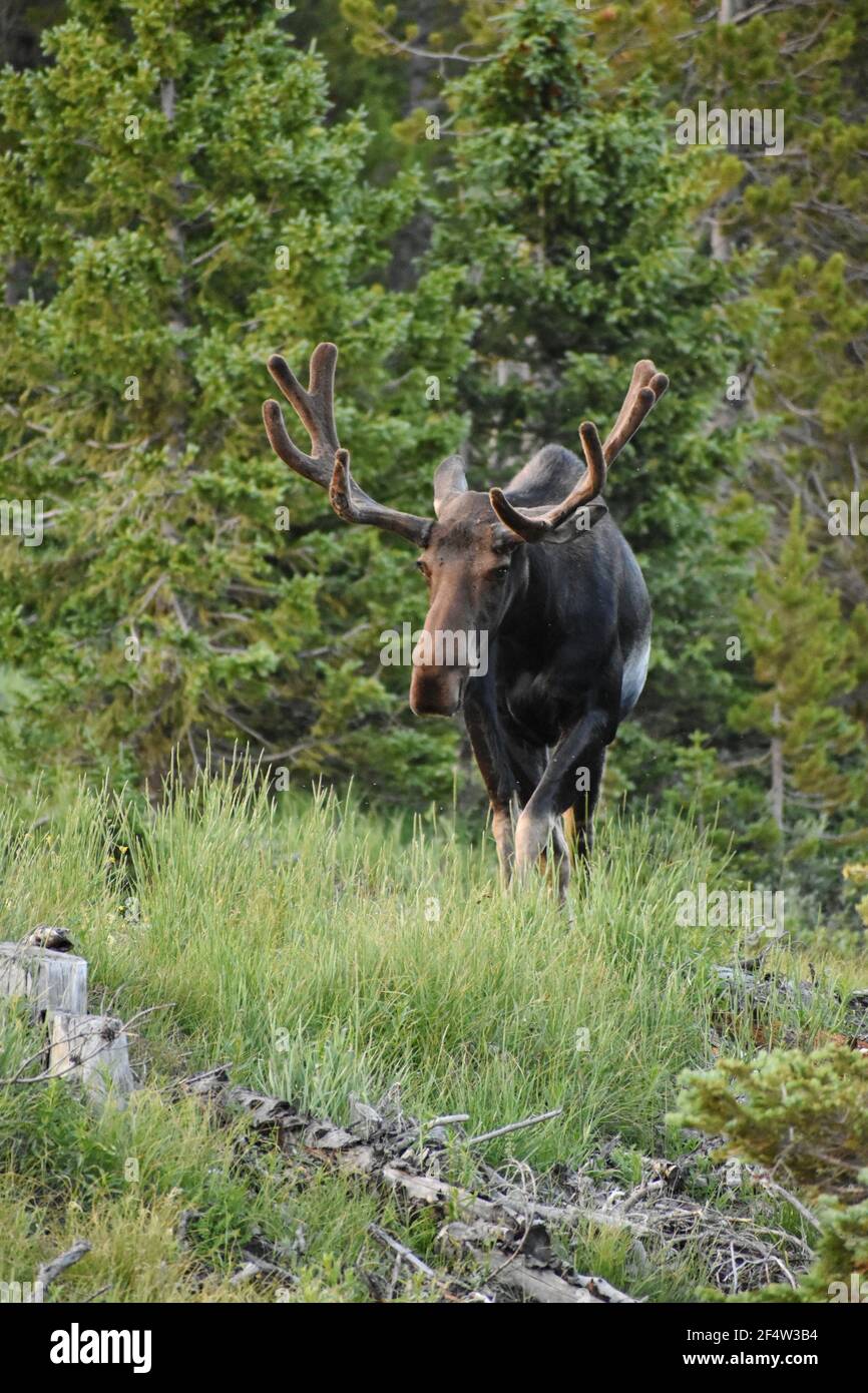 Mighty moose hi-res stock photography and images - Alamy