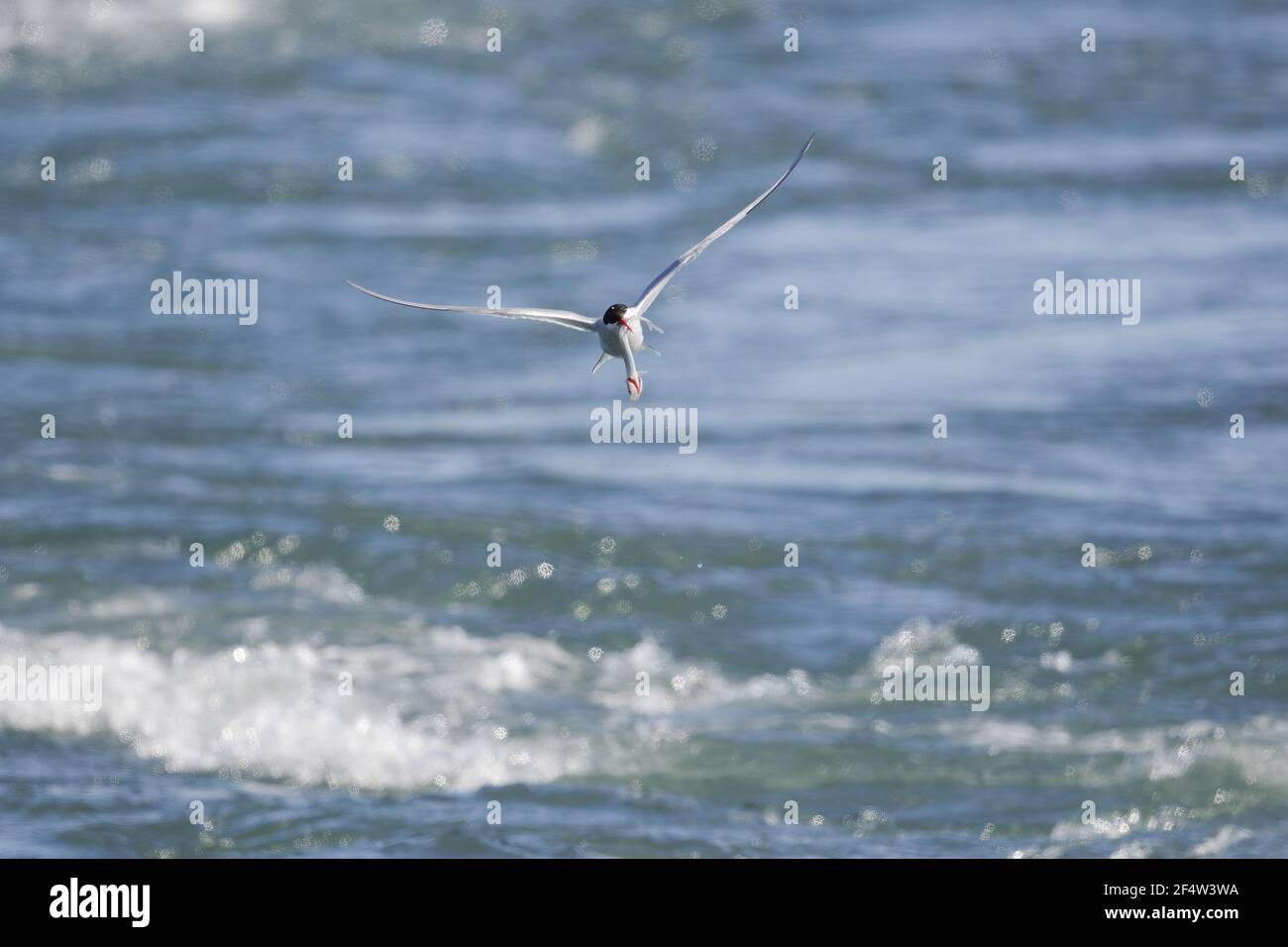 Arctic terns fishing hi-res stock photography and images - Alamy