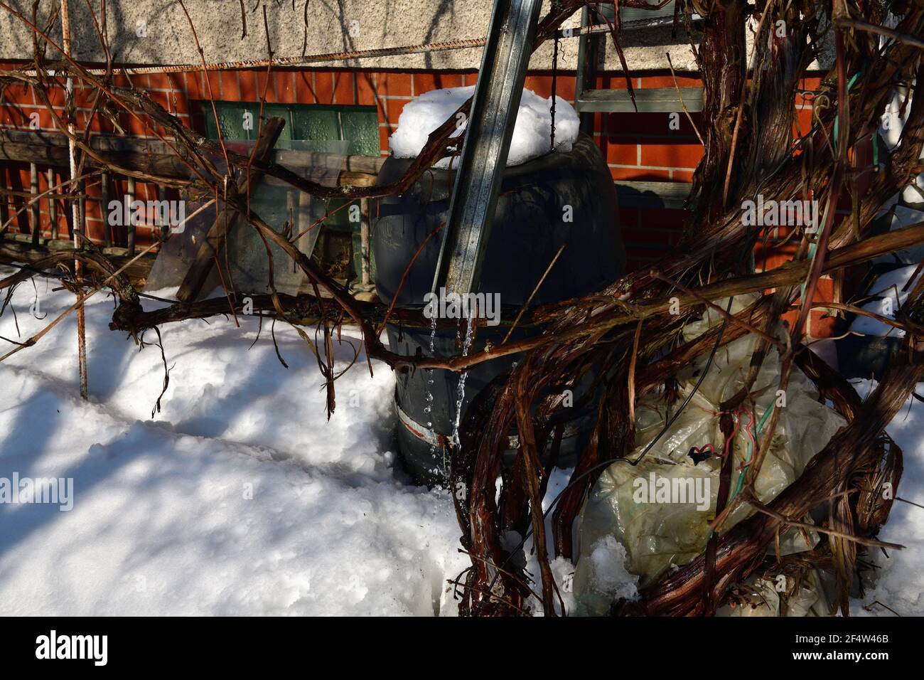 Melting snow drips from the roof through a drain down to the ground ...