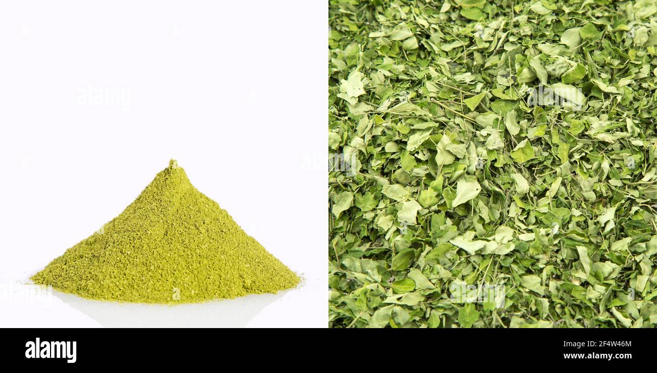 Moringa oleifera - Organic moringa powder, fresh leaves Stock Photo - Alamy