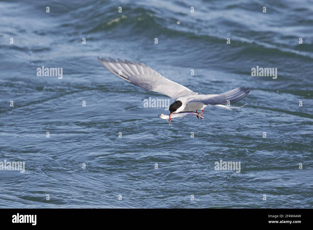 Terns Fishing High Resolution Stock Photography and Images - Alamy