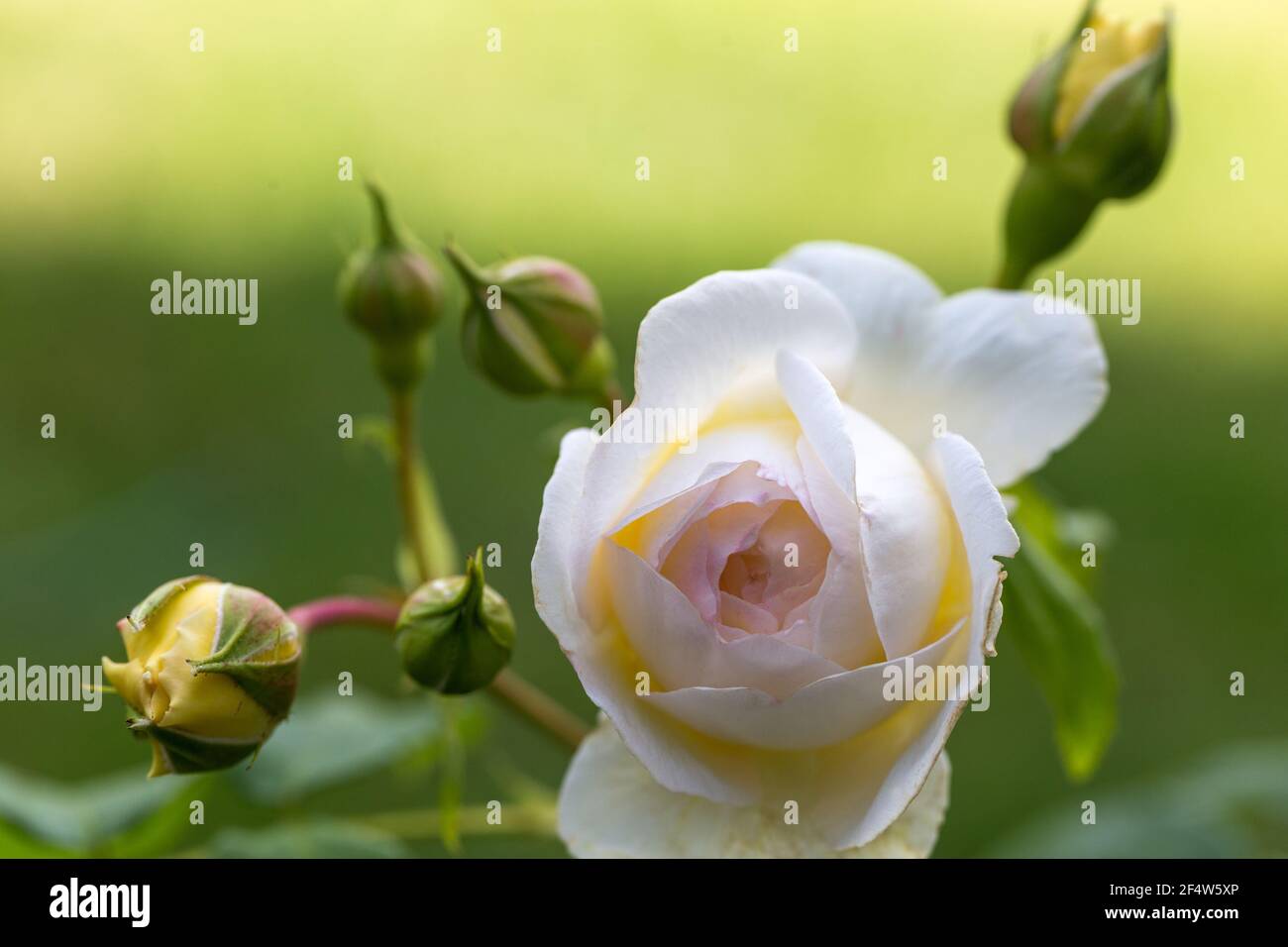 Delicate white-pink rose with buds in the garden on a sunny day Stock ...
