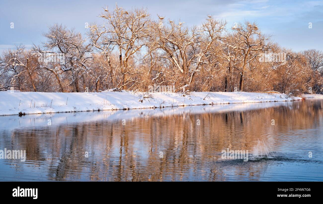 winter scenery of a small lake in northern Colorado with blue heron ...