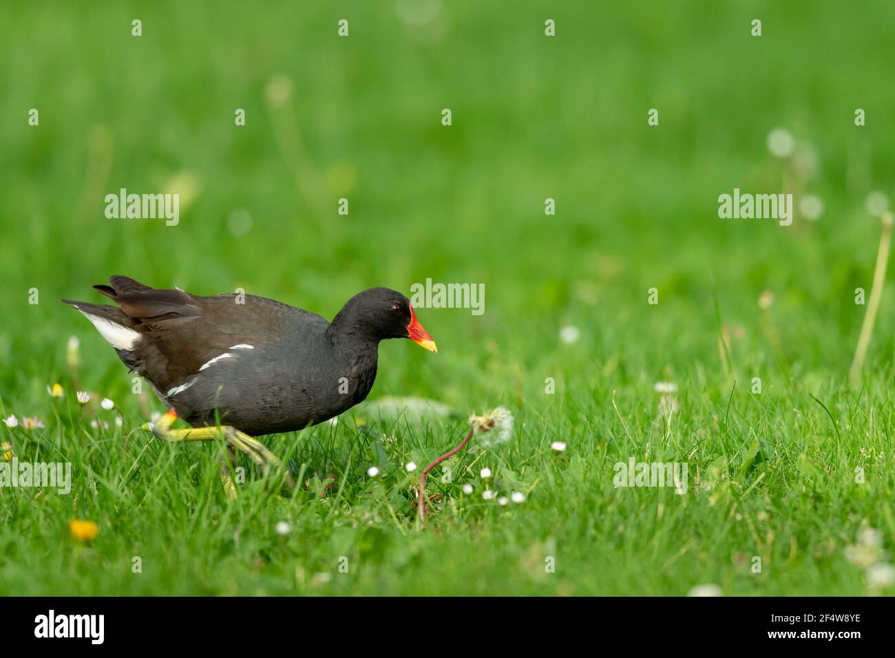 Common moorhen looking for food on a meadow, sunny morning in sumnmer ...