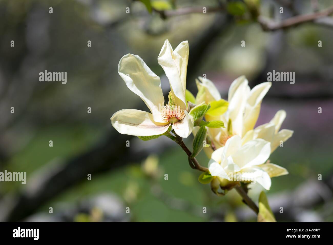 Yellow blossoms flowering on an Elizabeth Magnolia tree with a green ...