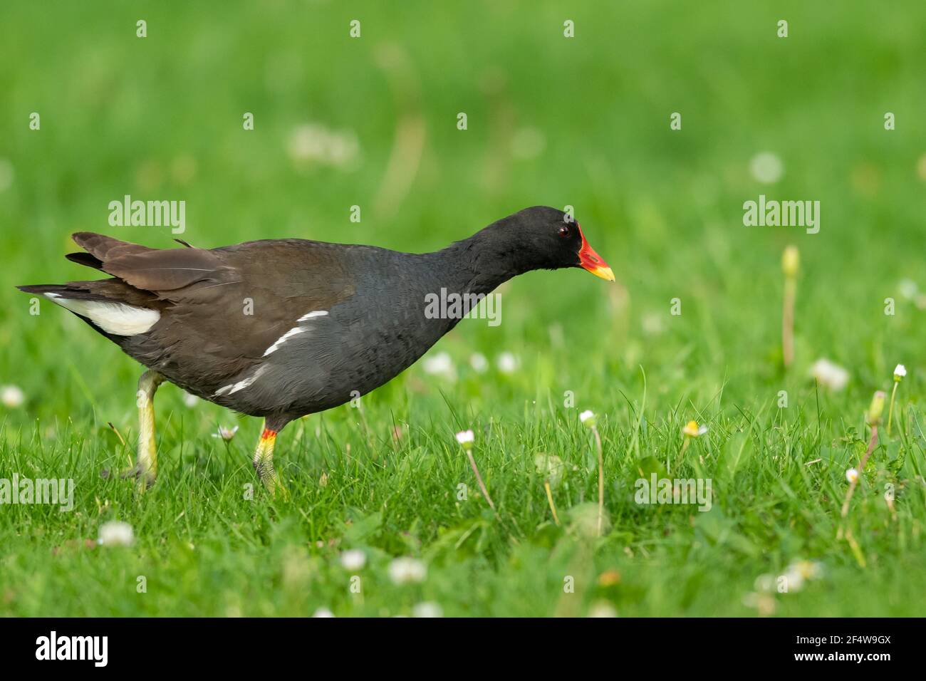 Common moorhen looking for food on a meadow, sunny morning in sumnmer ...