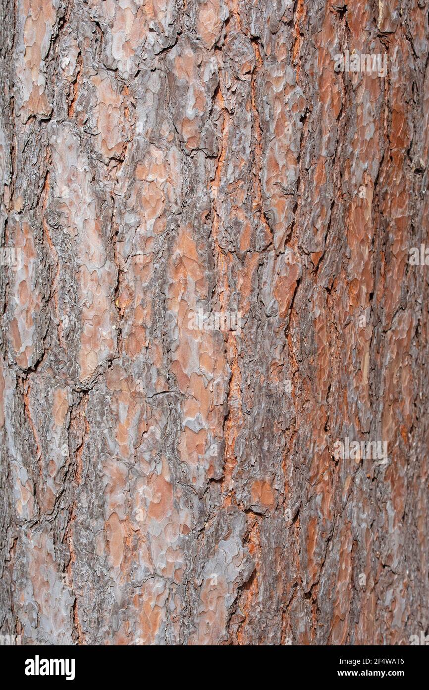 Scots pine bark hi-res stock photography and images - Alamy