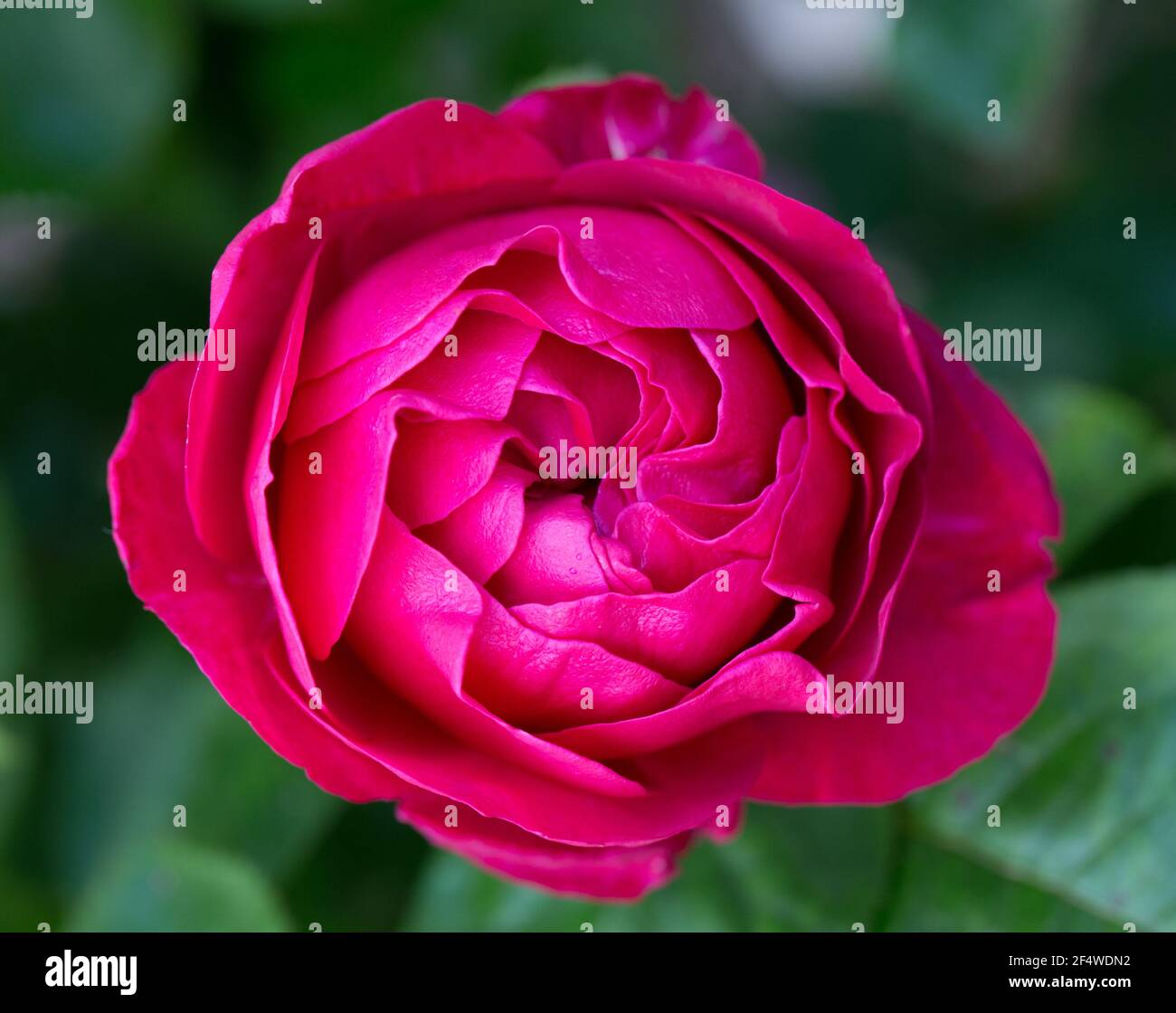 Mauve color roses hi-res stock photography and images - Alamy