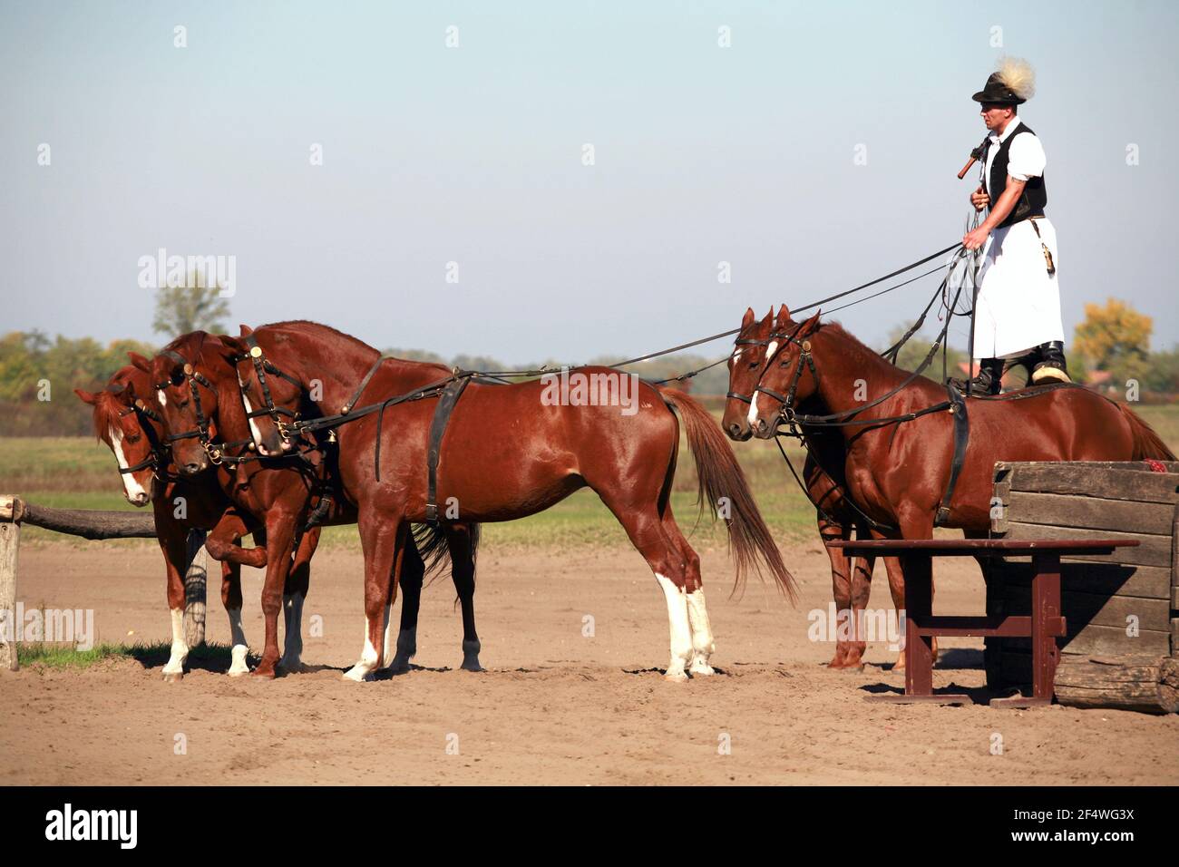 PUSZTA, HUNGARY, SEPTEMBER, 04. 2020: Hungarian csikos in traditional ...