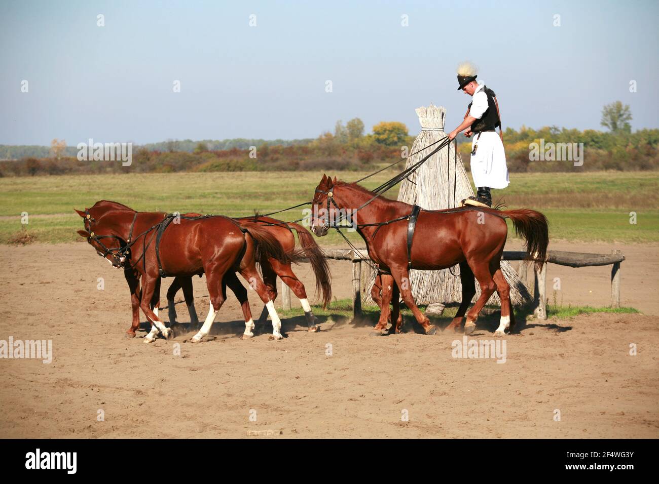 PUSZTA, HUNGARY, SEPTEMBER, 04. 2020: Hungarian csikos in traditional ...