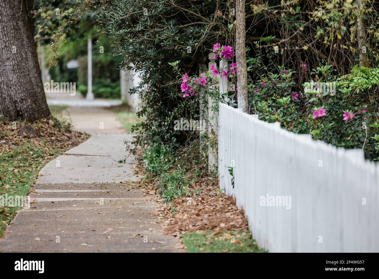 A white picket fence with blooming formosa azalea flower bushes near a ...