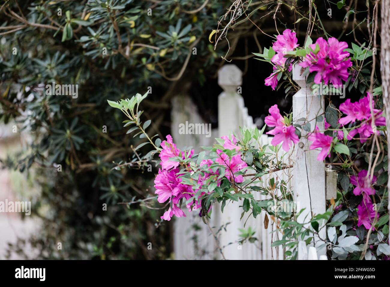Green bushes with pink azaleas hi-res stock photography and images - Alamy