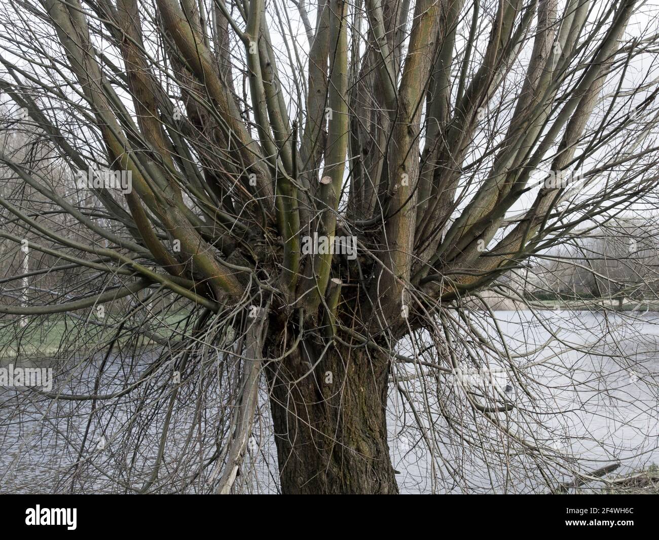 Pollard willow tree hi-res stock photography and images - Alamy