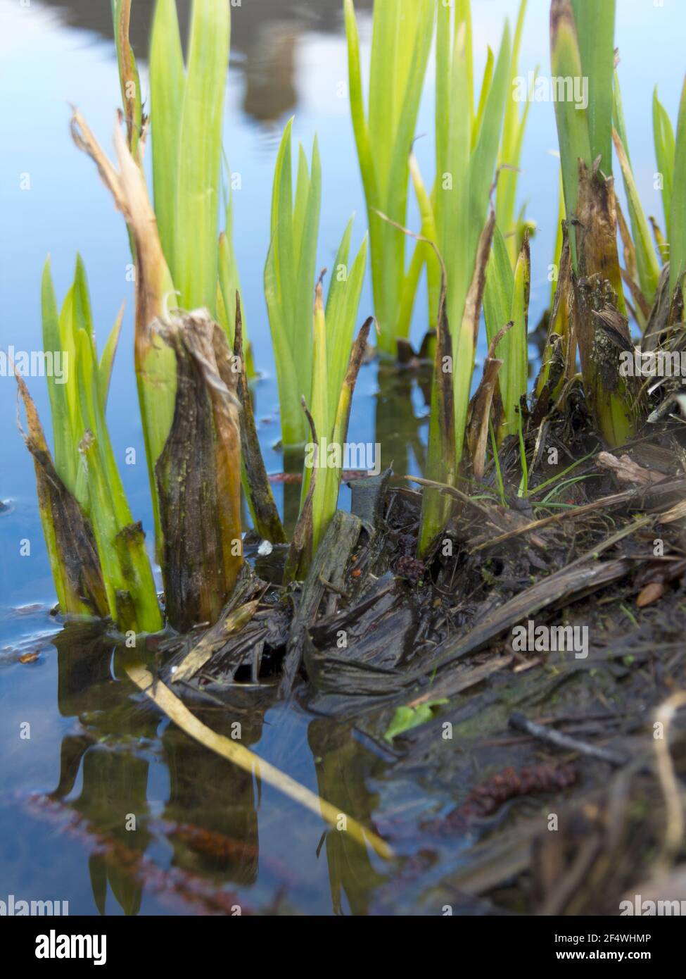 Pond reeds hi-res stock photography and images - Alamy