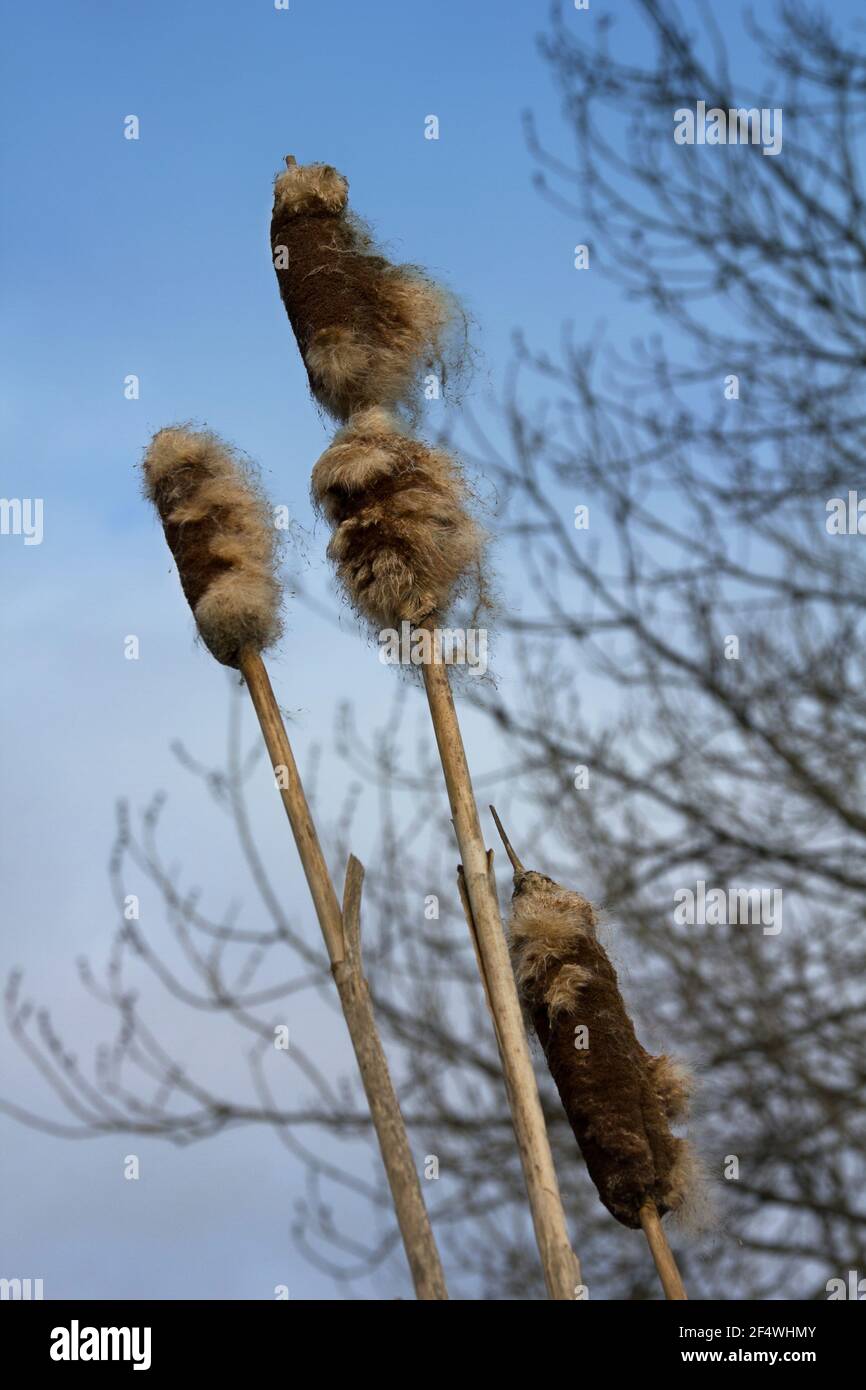 A close up of an overblown bulrush or reed mace Stock Photo - Alamy