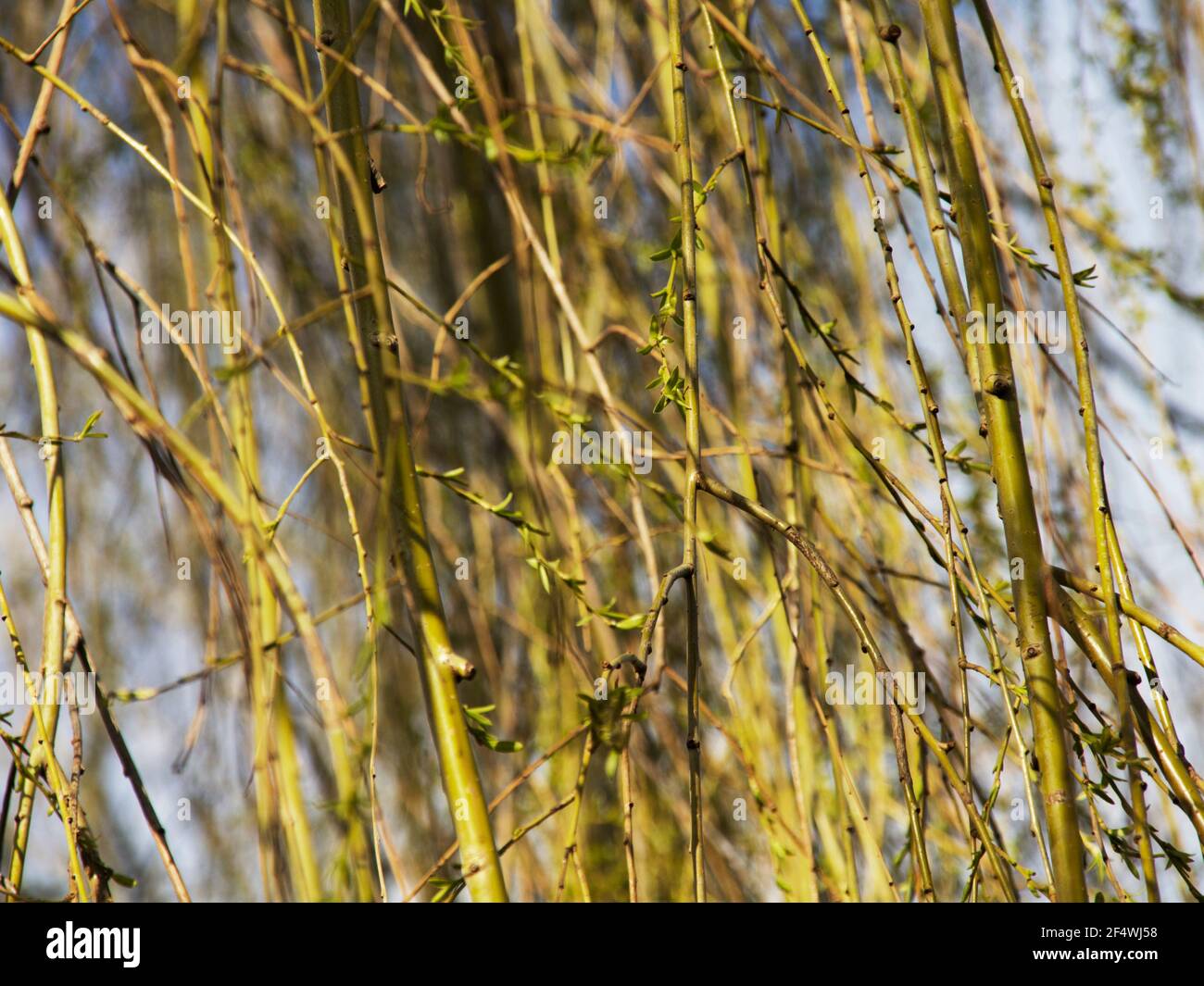 Young weeping willow tree hi-res stock photography and images - Alamy