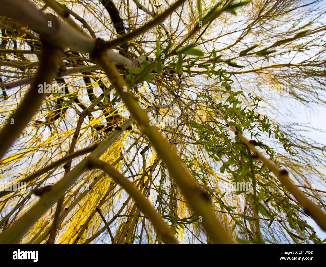 Weeping willow tree green young hi-res stock photography and images - Alamy