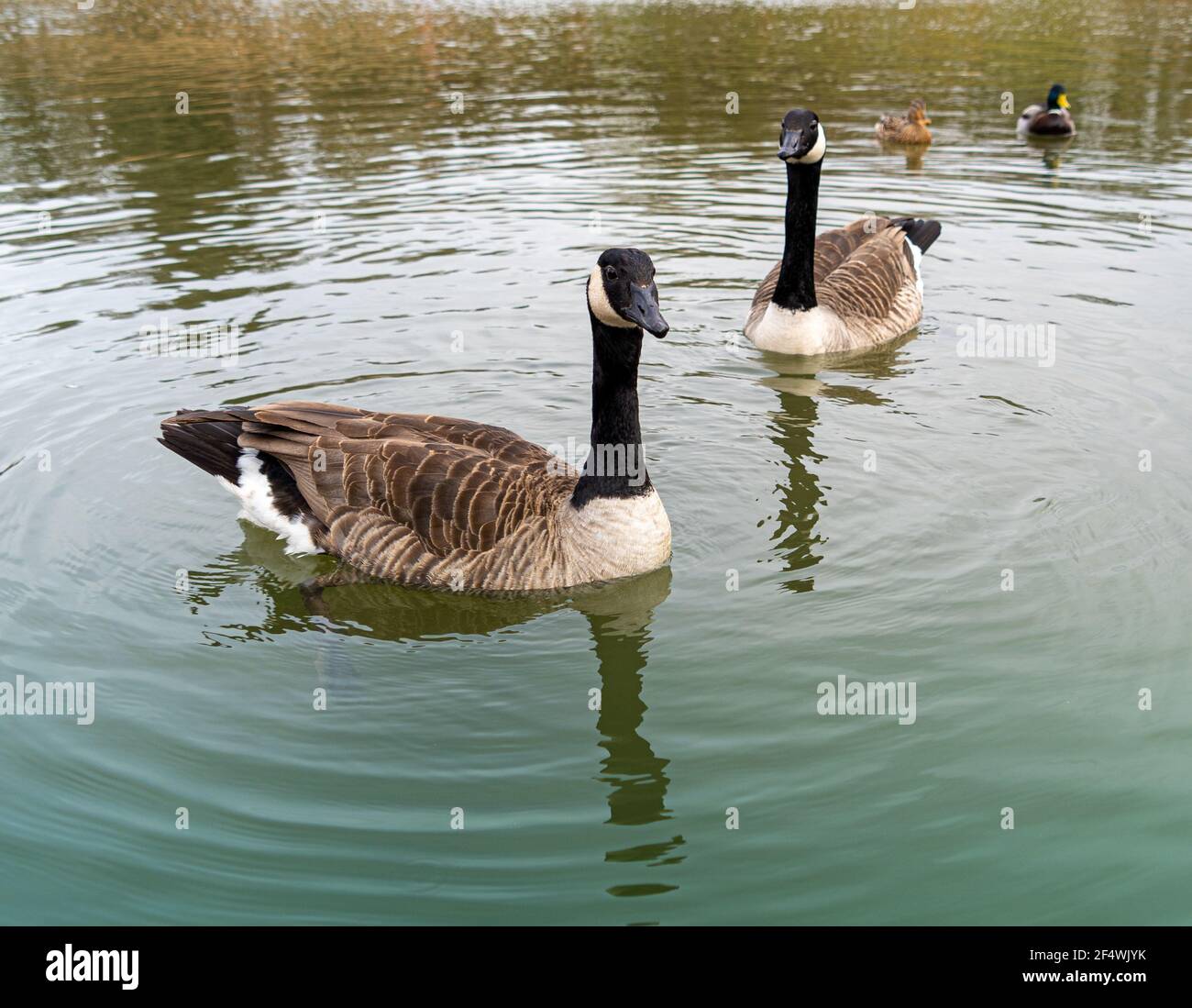 Canadian Geese Goose Low Level close up water level view portrait ...
