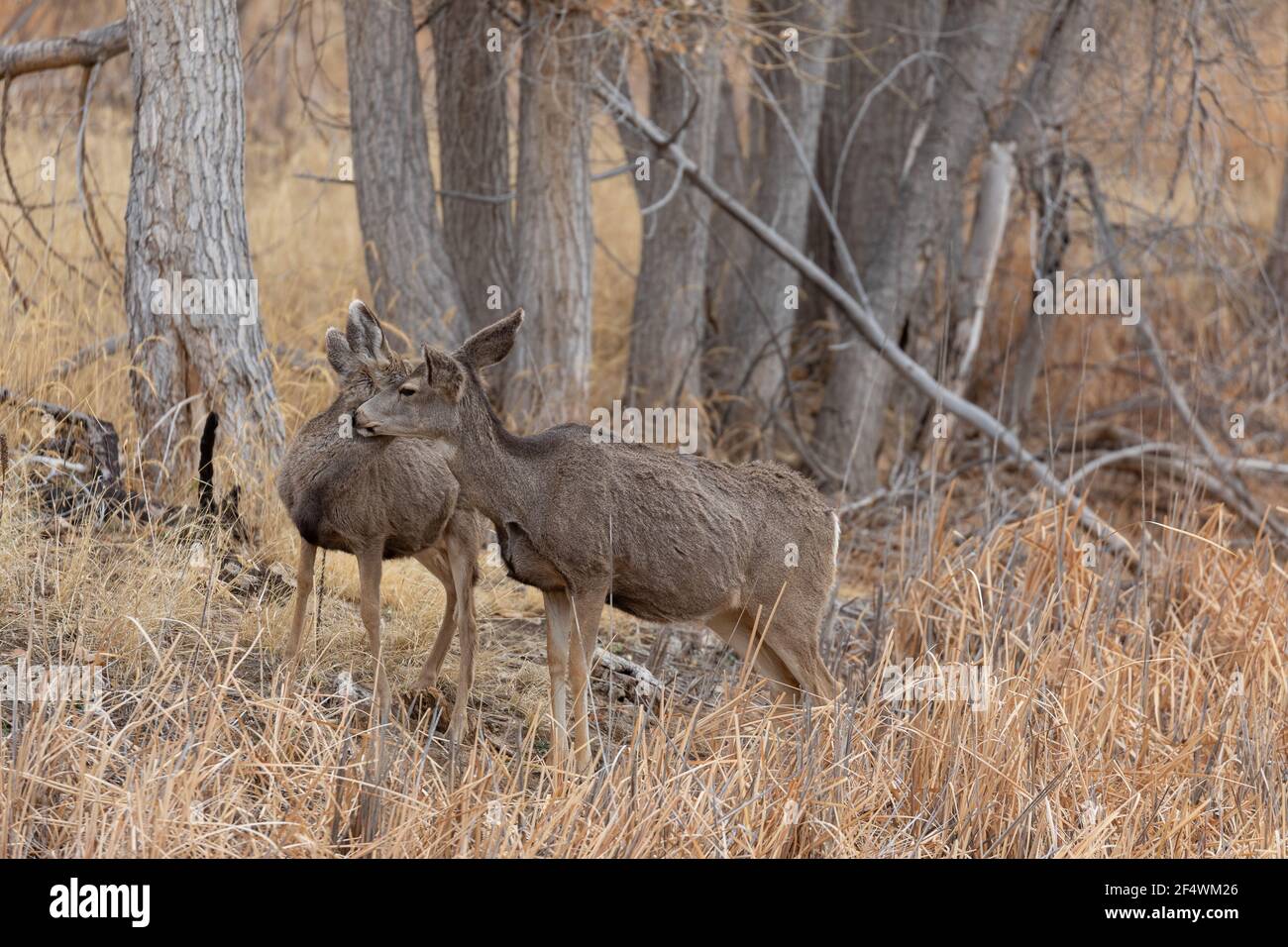 Mule Deer Doe and Fawn Grooming Stock Photo - Alamy