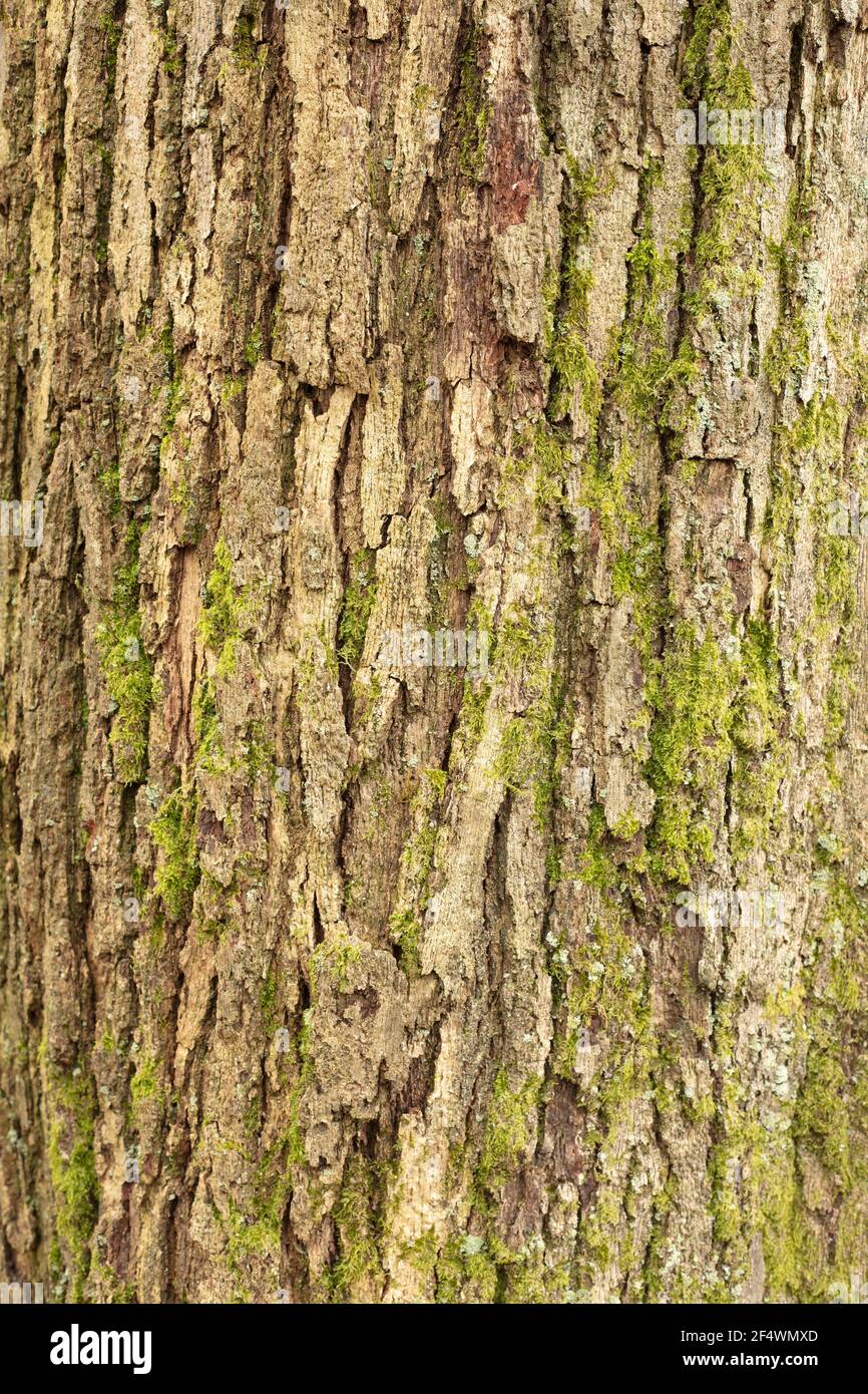 Very close-up and interesting natural patterns and textures on the ...