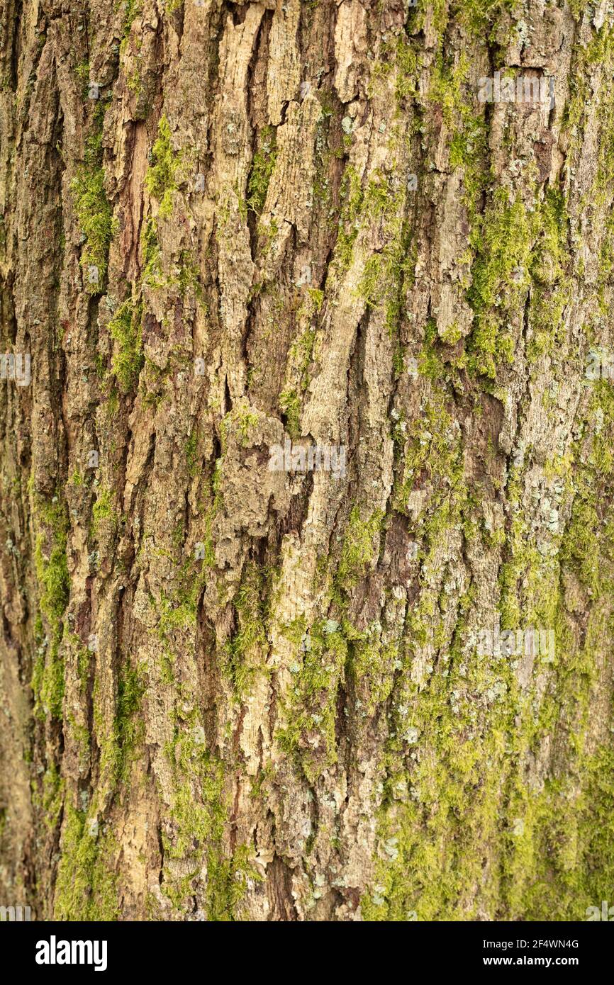 Very close-up and interesting natural patterns and textures on the ...