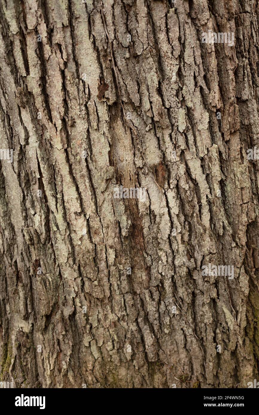 Very close-up and interesting natural patterns and textures on the ...