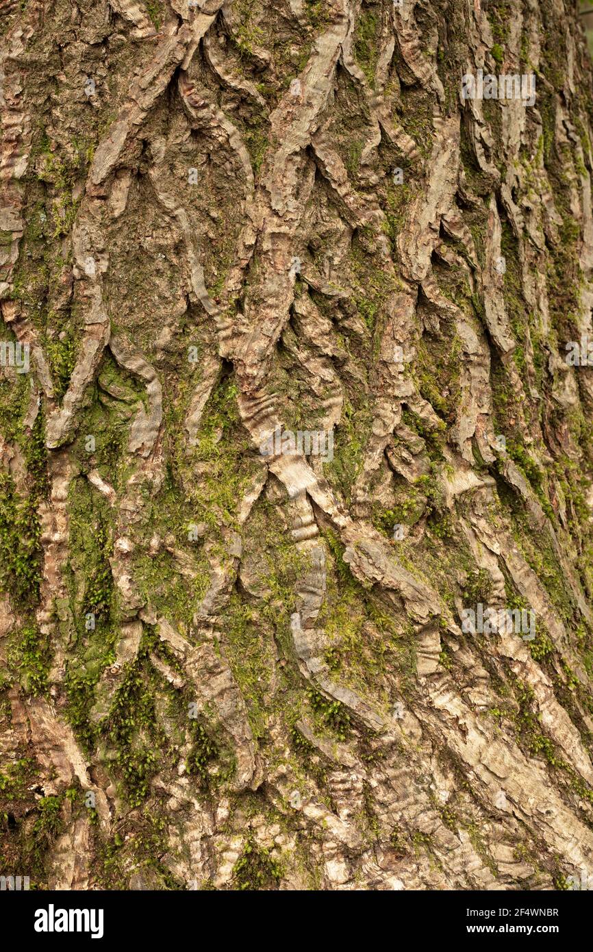 Very close-up and interesting natural patterns and textures on the ...