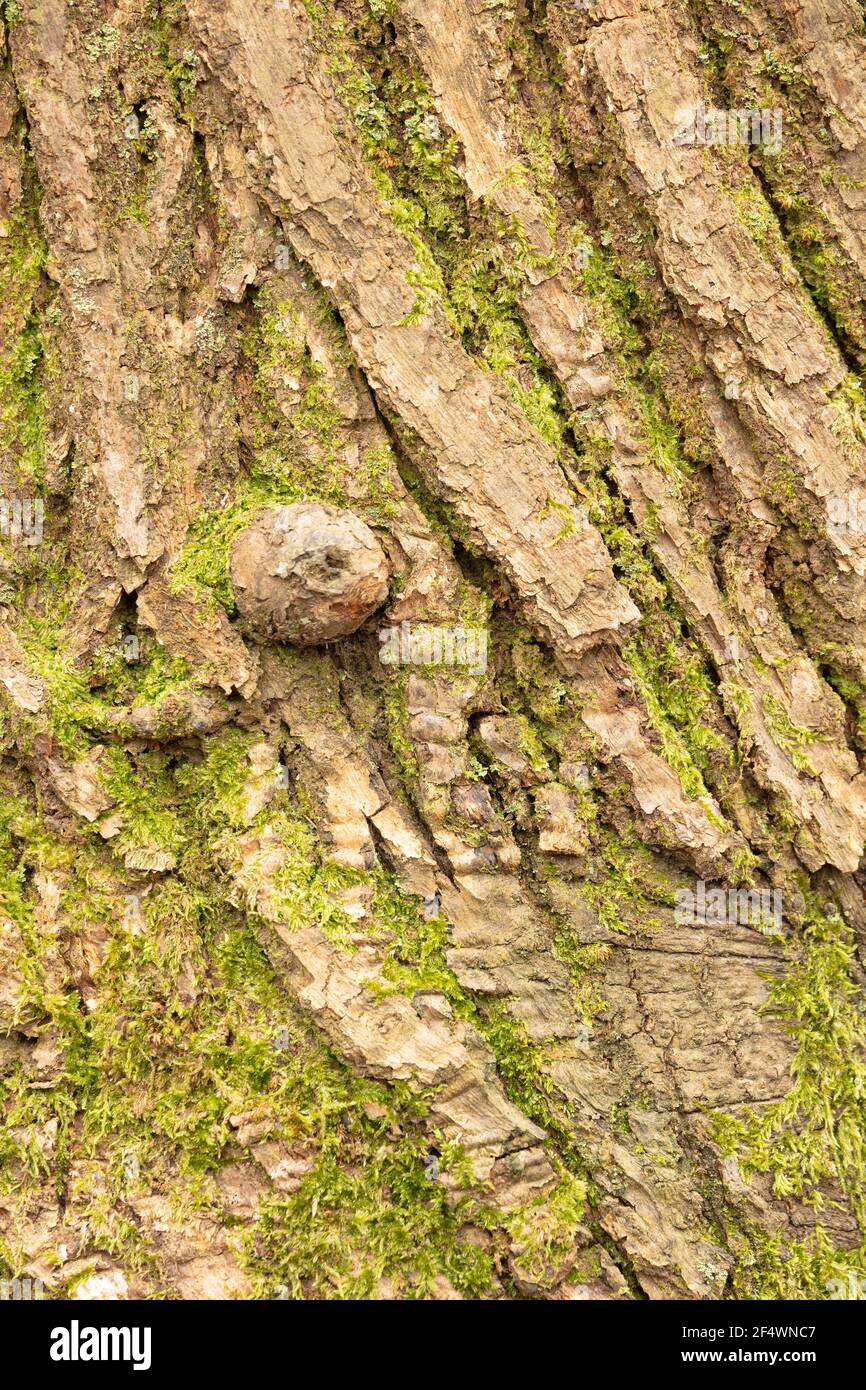 Very close-up and interesting natural patterns and textures on the ...