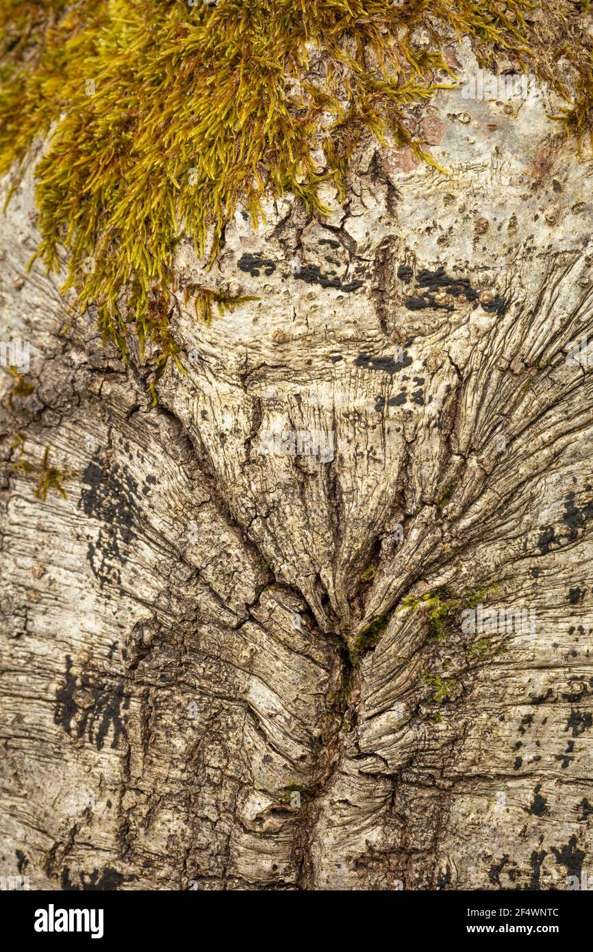 Very close-up and interesting natural patterns and textures on the ...