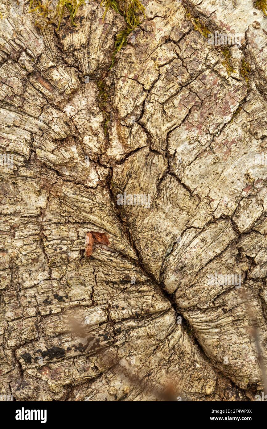 Very close-up and interesting natural patterns and textures on the ...