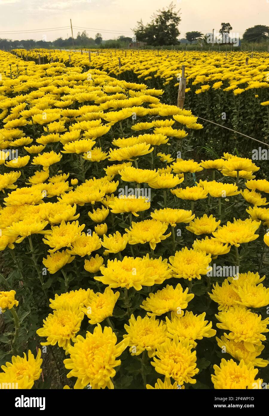 Colorful yellow chrysanthemum row for ready to harvest in the ...