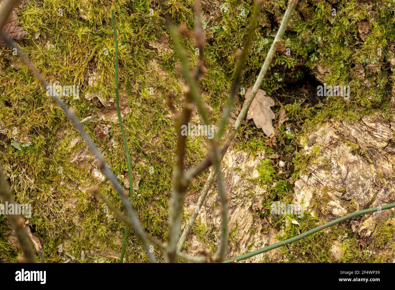 Very close-up and interesting natural patterns and textures on the ...