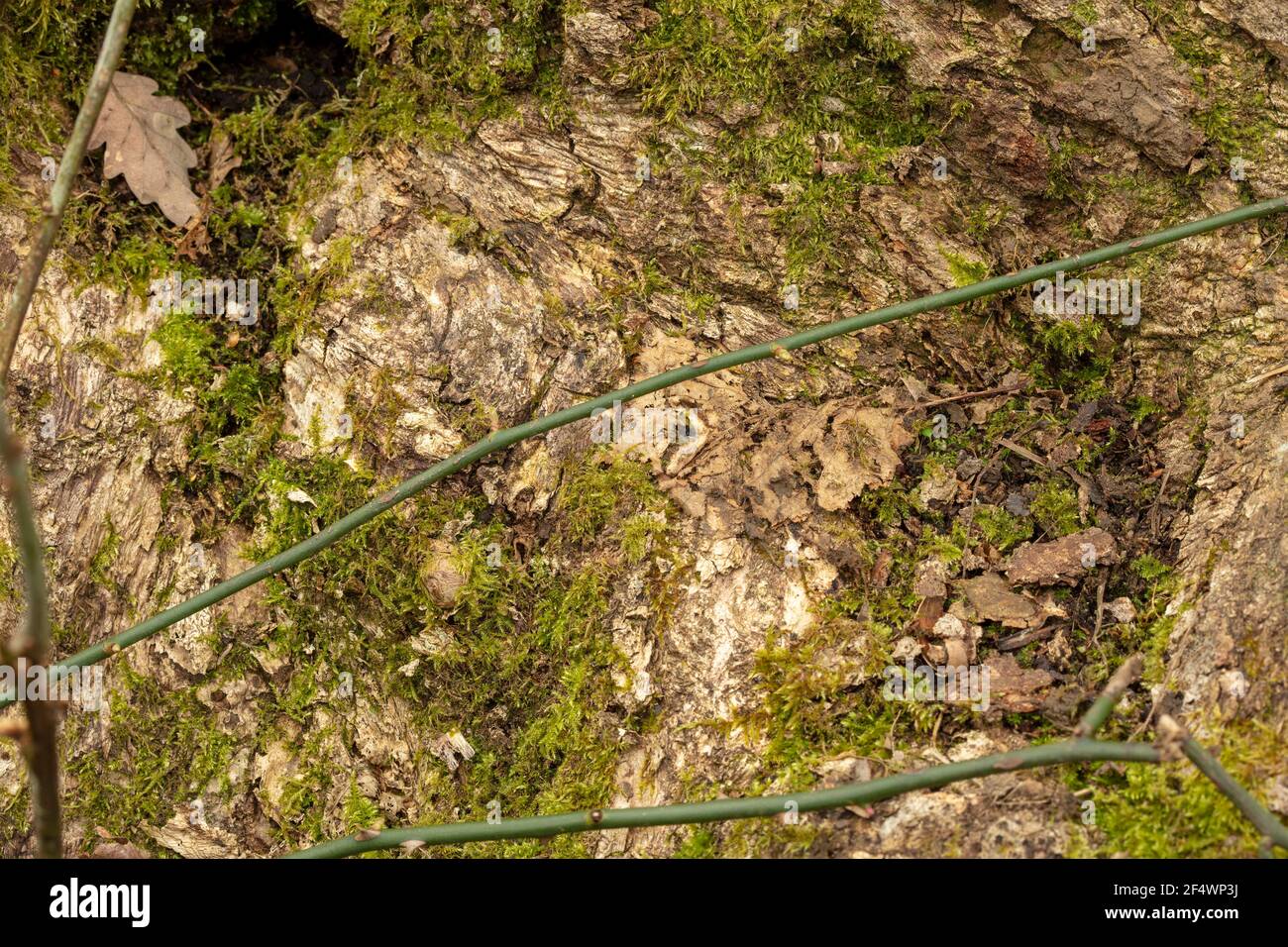 Very close-up and interesting natural patterns and textures on the ...