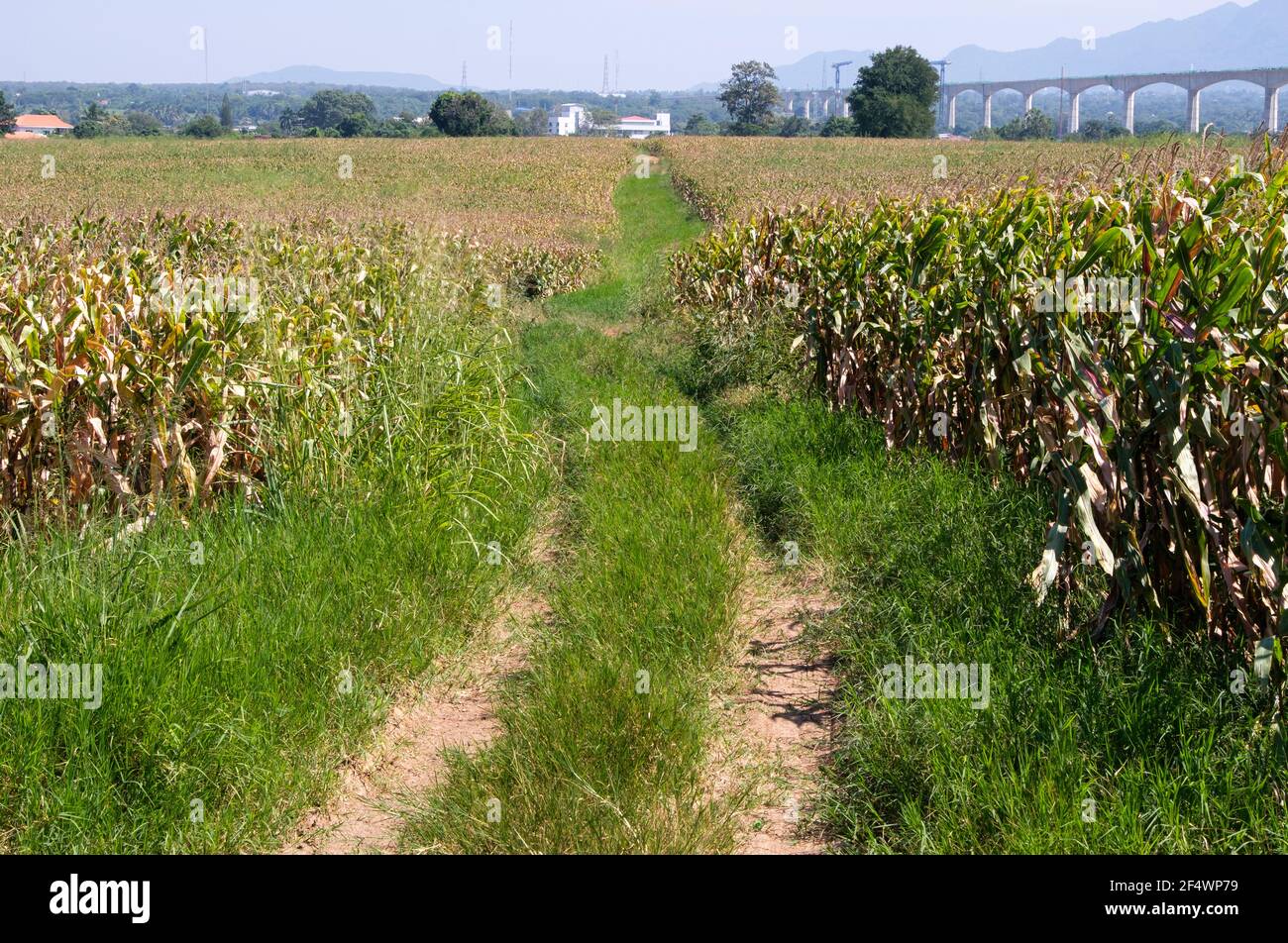 The local corn farm field with the path for the tractors in the valley ...