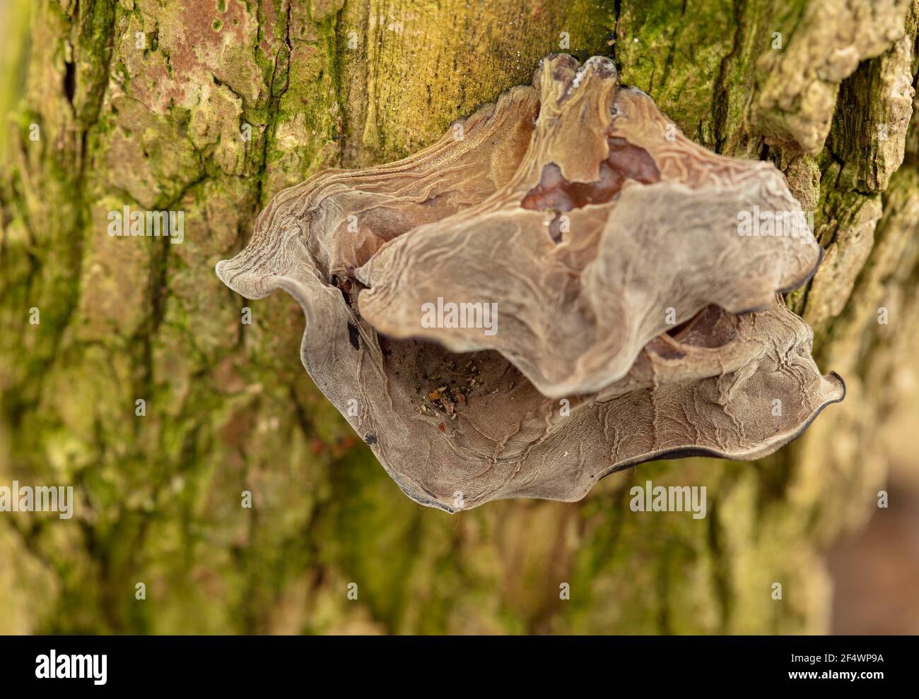 Macro nature photograph of Auricularia auricula-judae, Judas's Ear, Jew ...