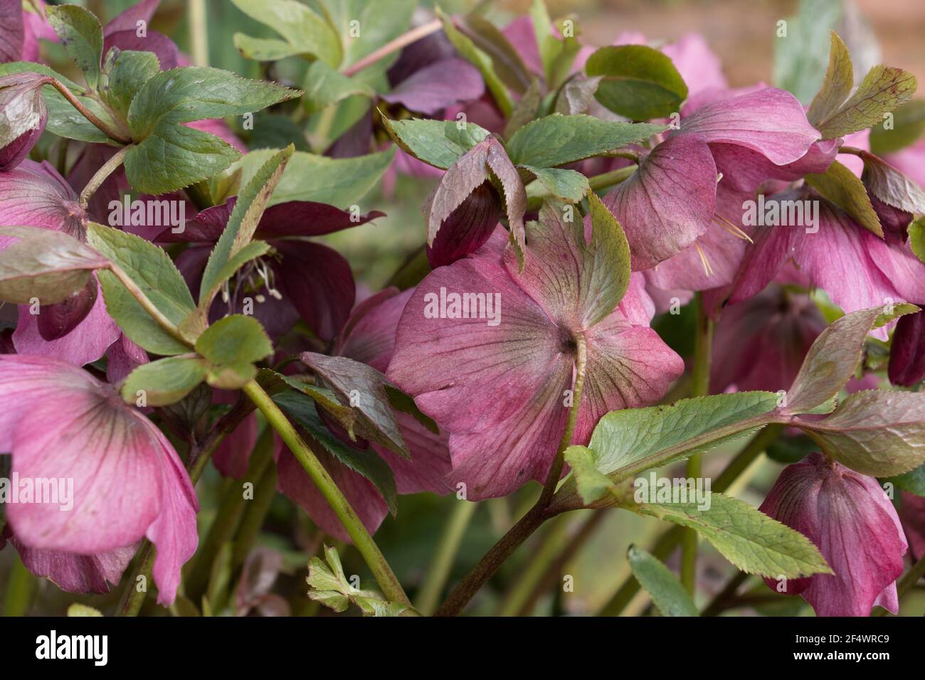 Lenten image hi-res stock photography and images - Alamy