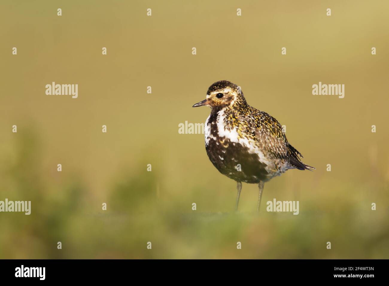 Golden Plover - breeding plumagePluvialis apricaria Iceland BI026868 ...