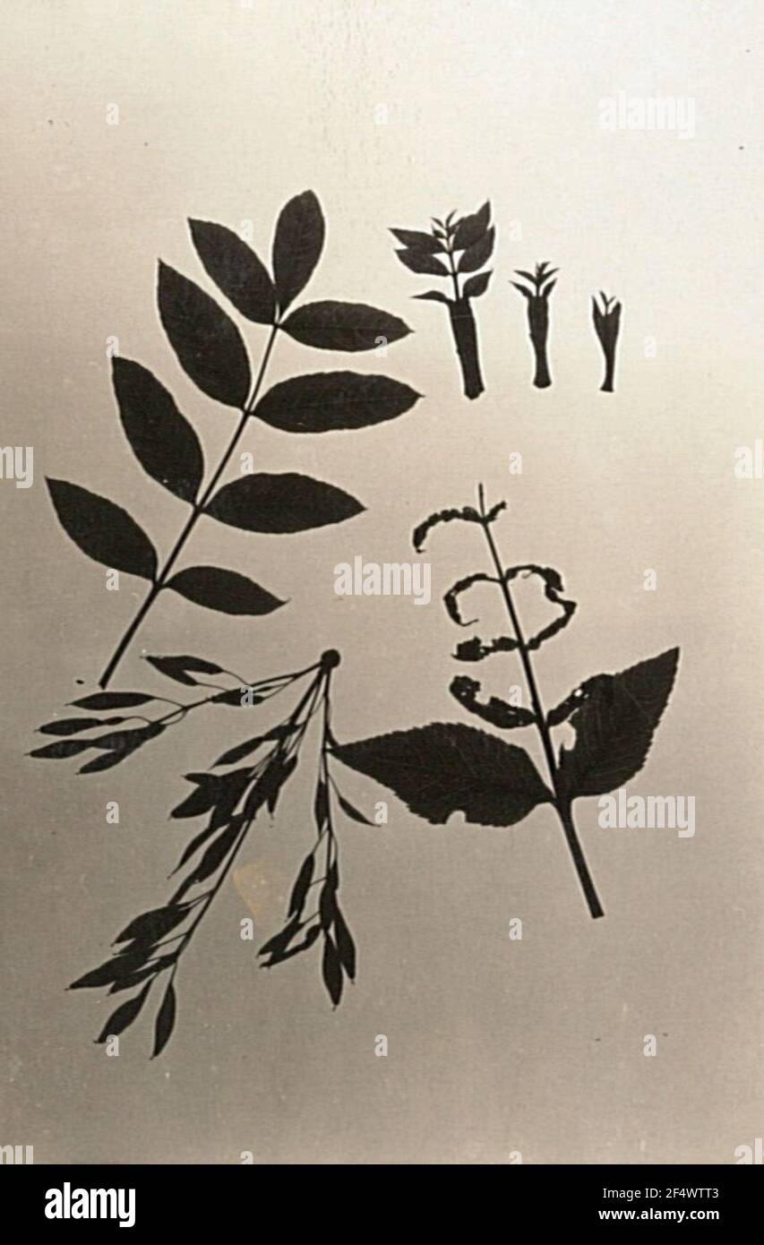 Ash with frost damage and bulkheads Stock Photo - Alamy