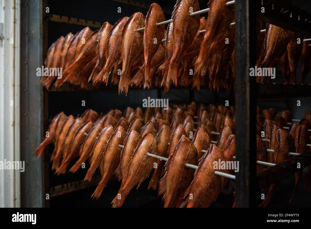 Smoking sea bass fish in smokehouse box-smoked fish production concept ...